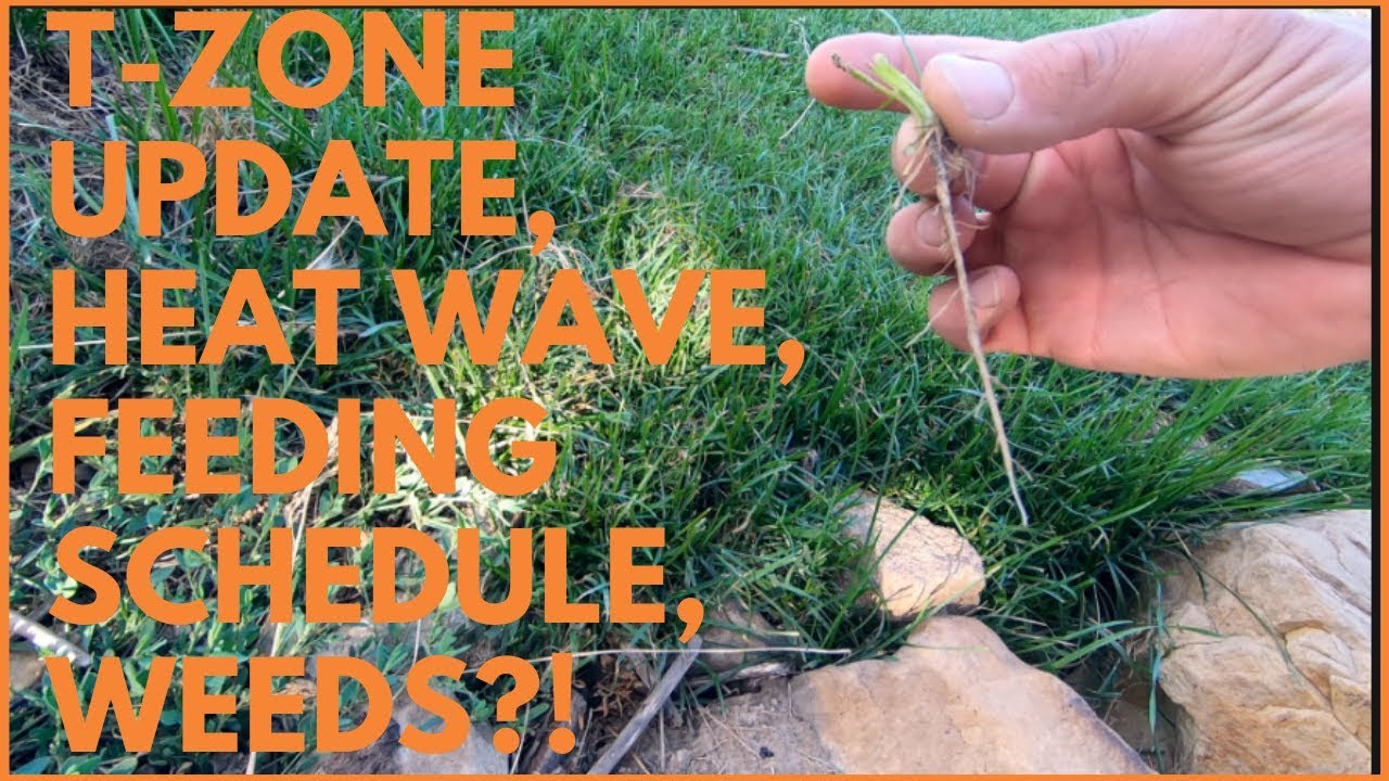 Weeds, Heat Wave, T-Zone, Feeding Schedule... Oh My! - YouTube