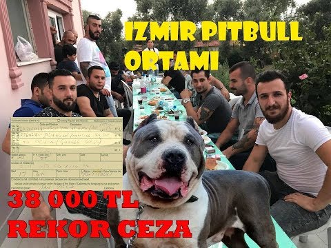 HABERLERE ÇIKAN KÖPEKLERİNE 38 BİN CEZA KESİLEN ARKADIŞIMIZIN YÜREK YAKAN HİKAYESİ