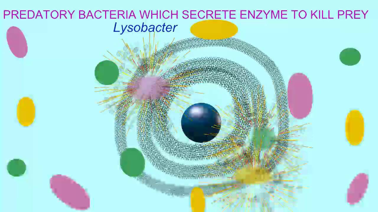 BACTERIAL PREDATORS SECRETING ENZYMES - YouTube