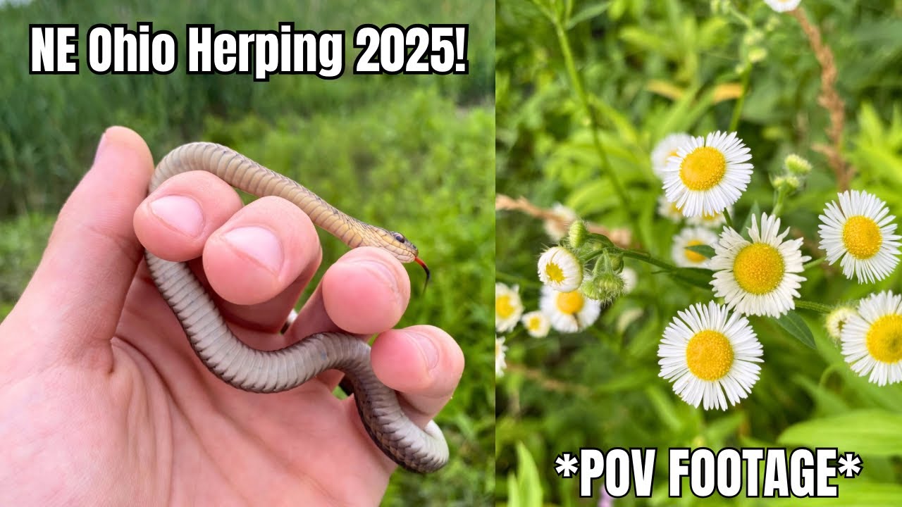 Finding Common Snakes In Ohio! *POV* - YouTube