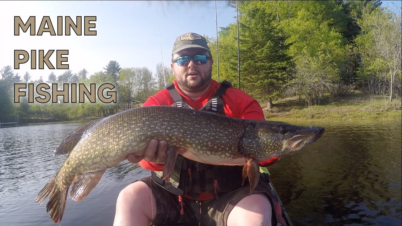 Maine Pike Fishing 2023. Kayak Fishing in my Old Town Predator PDL ...