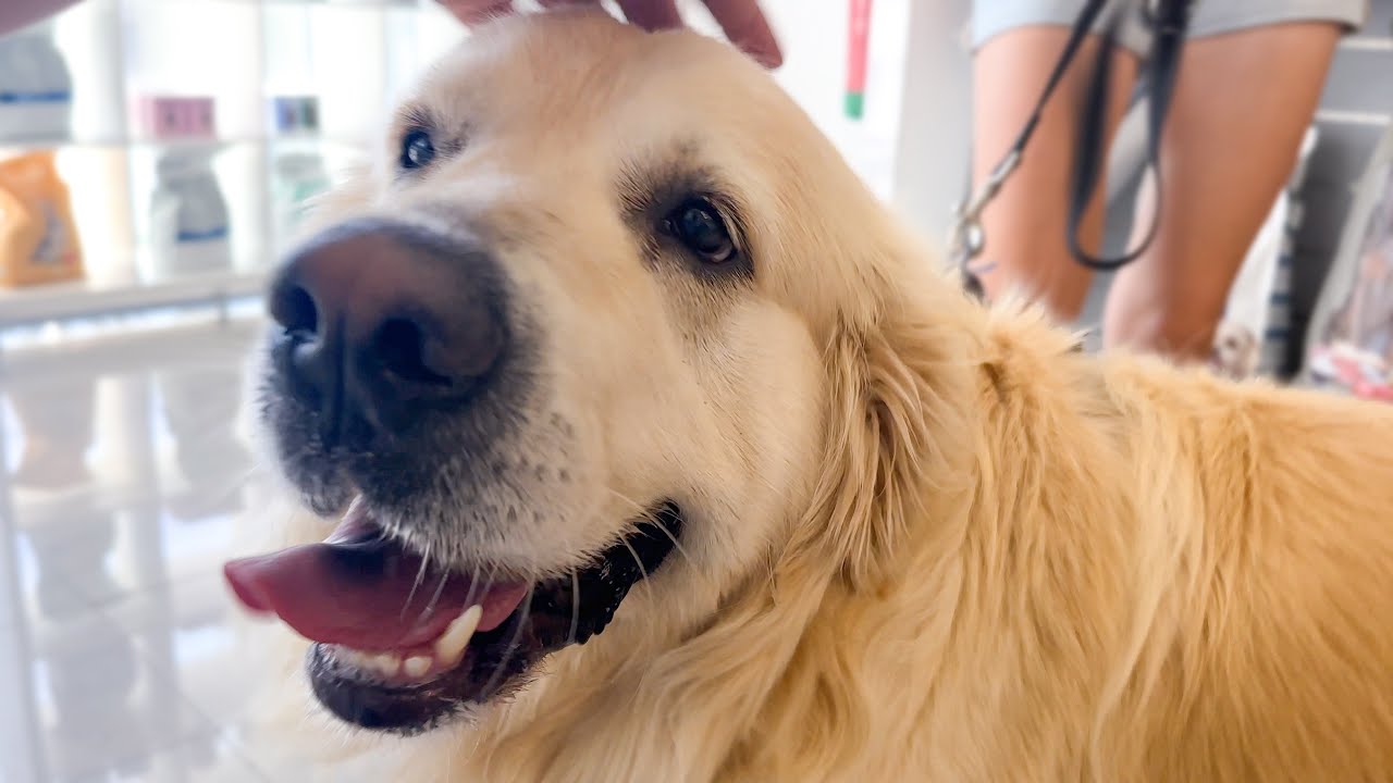 Golden Retriever Feliz Happy Golden Retriever Walking Photograph By