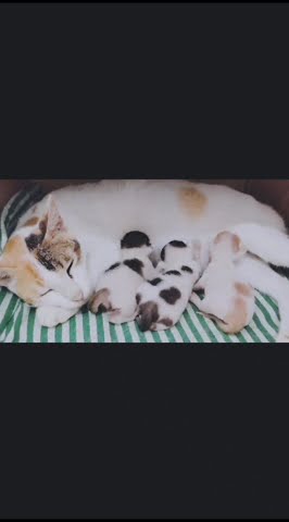 Leo, Lucy & Leon - YouTube