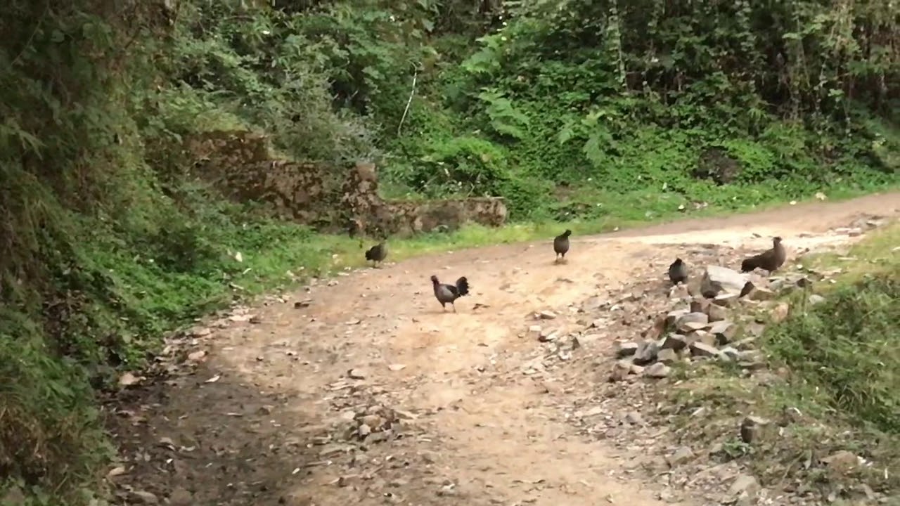 Beautiful kalij in the forest - YouTube