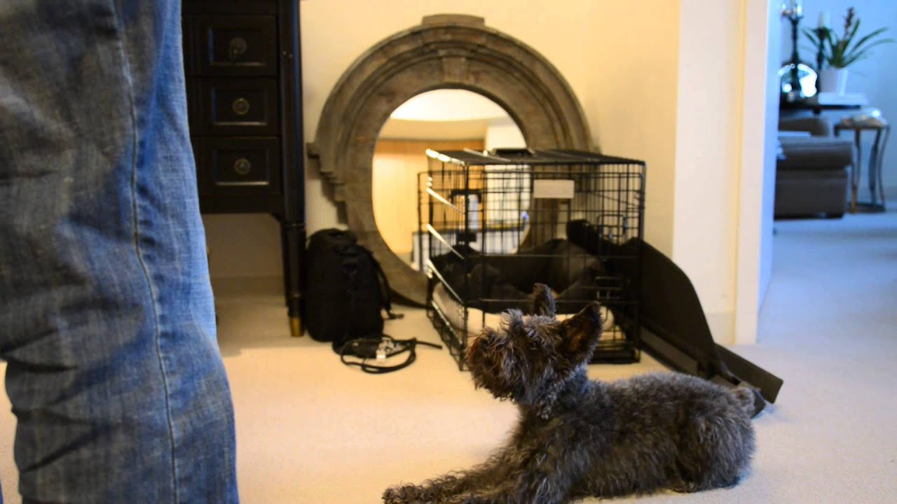 Best Dog tricks: black mini schnauzer New - YouTube