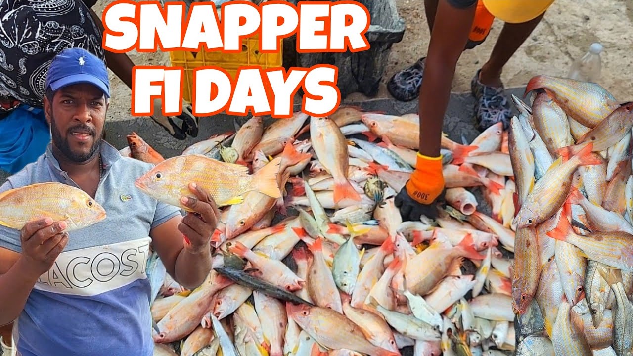 EPIC 6HRS LANE SNAPPER FISHING WITH THE SNAPPER PROS, 🇯🇲NET FISHING‼️ ...