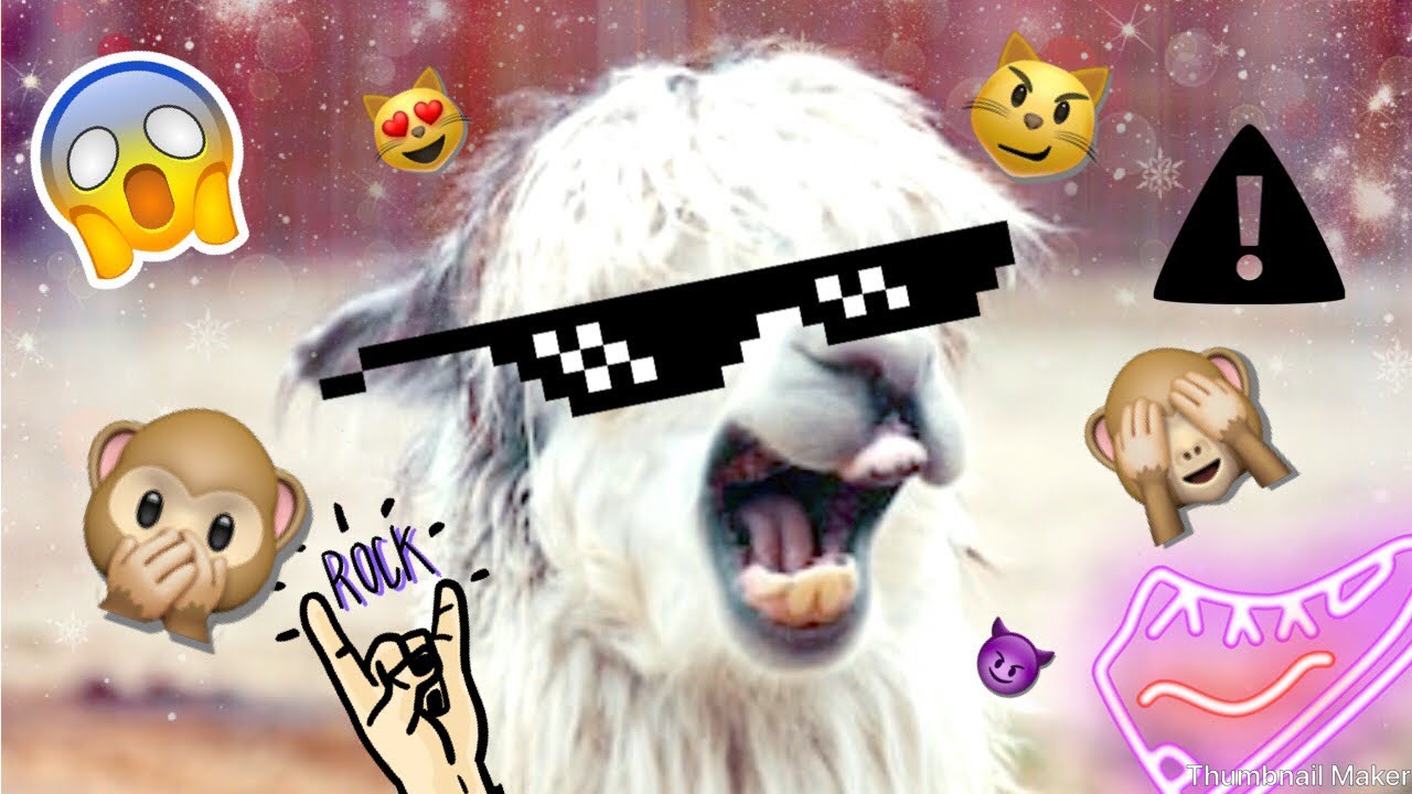 The Alpaca Song - YouTube