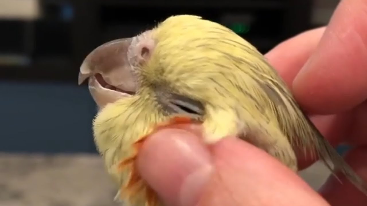 Birb getting good scritches - YouTube