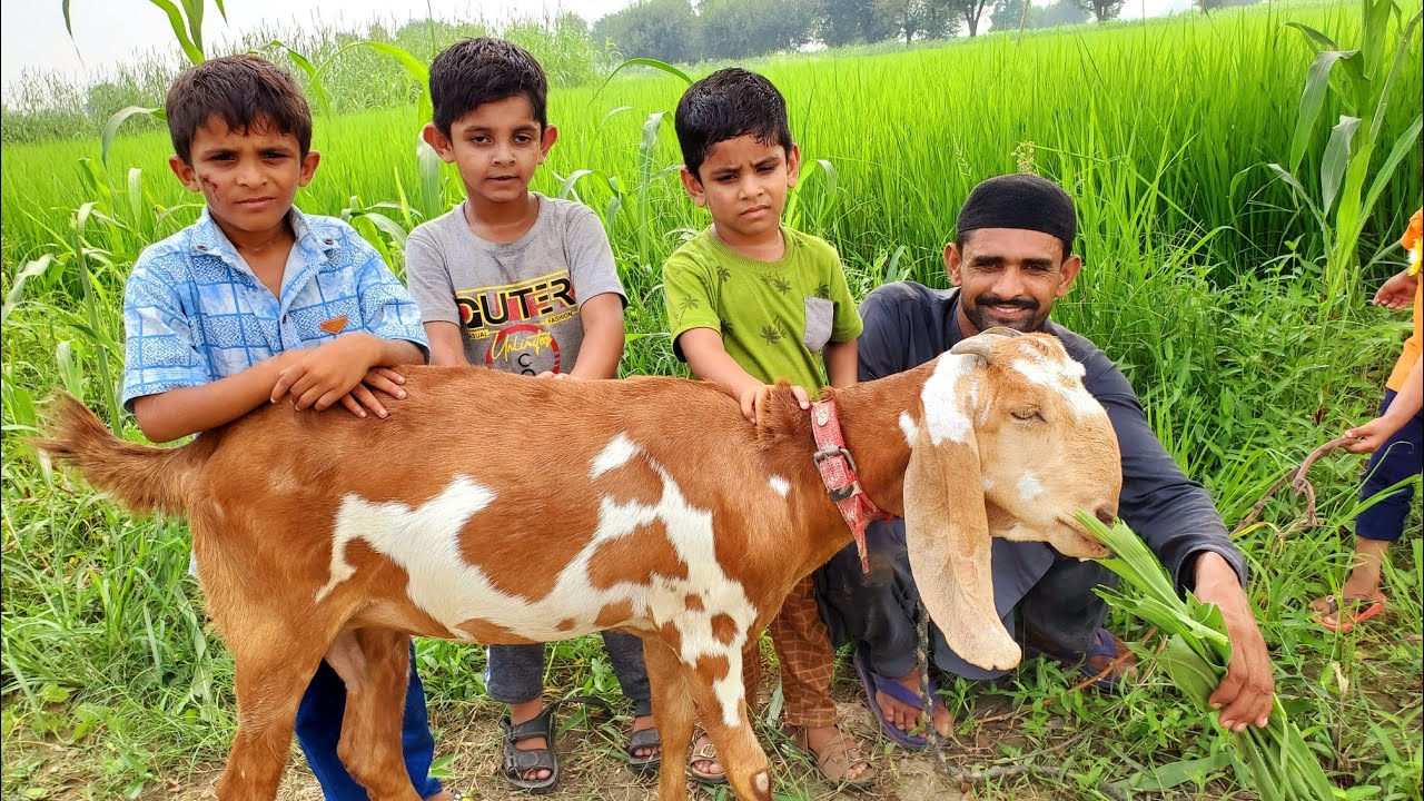 Humari New Bakri - YouTube