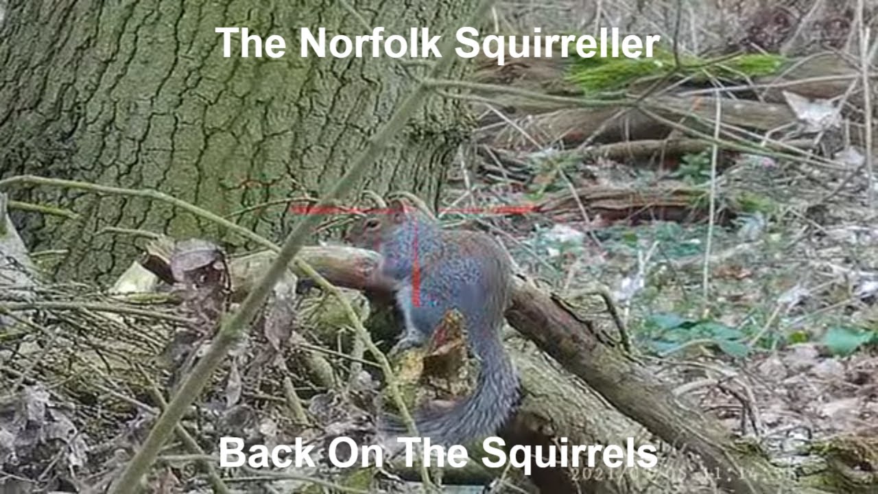 Back On The Squirrels - YouTube