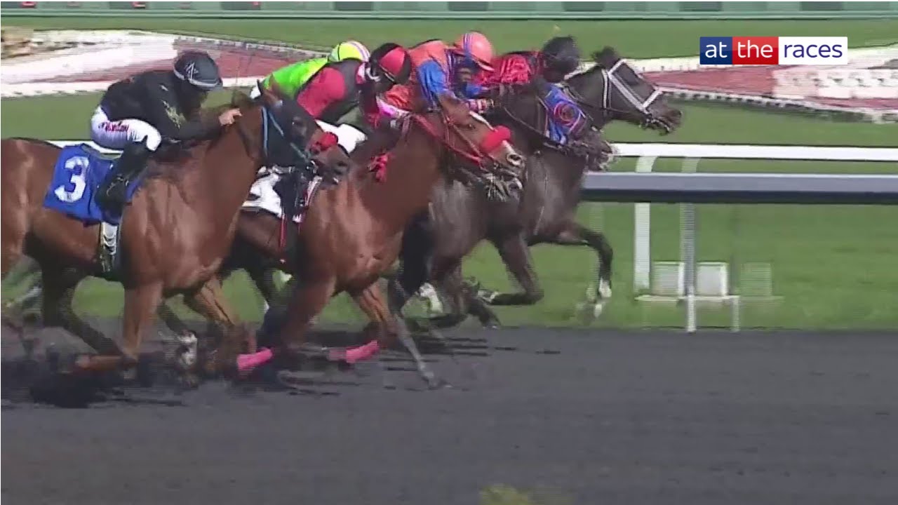 Insane finish! Six horses in a line at the winning post! - YouTube