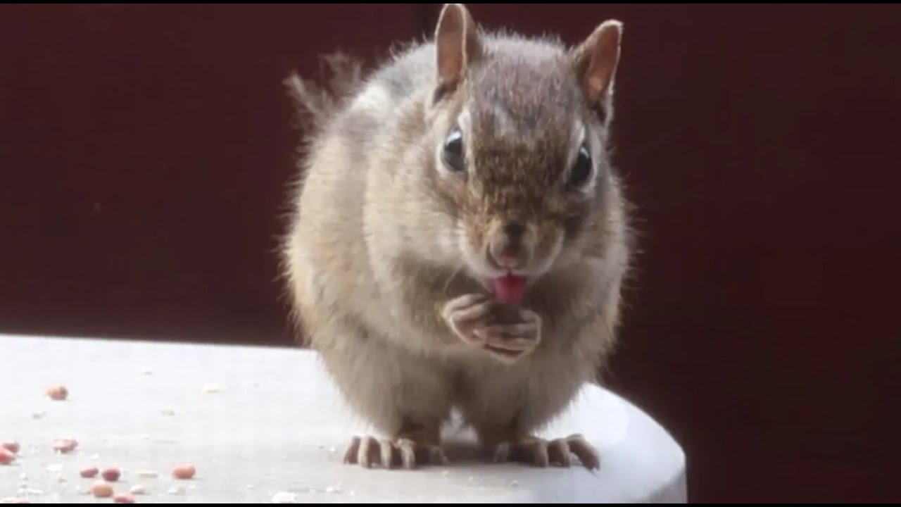Chipmunk eats peanut butter - YouTube
