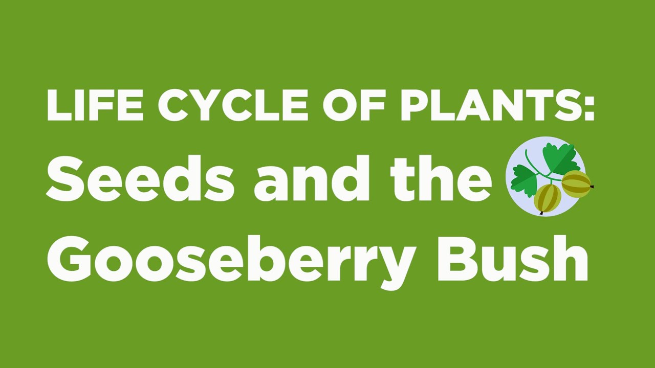 PPNC: Life Cycle of Plants - Seeds and the Gooseberry Bush - YouTube