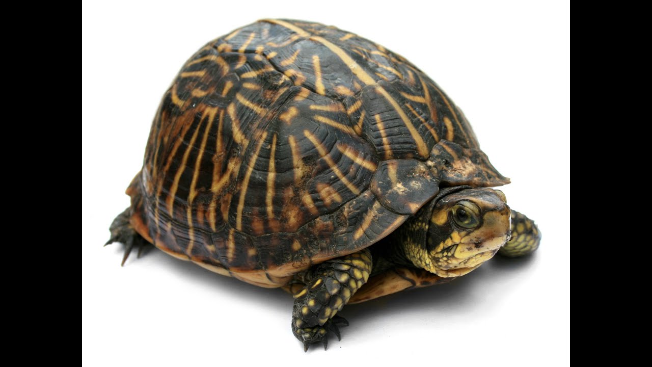 How to touch a turtle? - YouTube