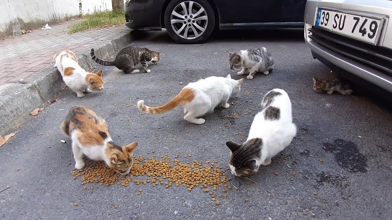 10 Cute Hungry Stray Cats. - YouTube