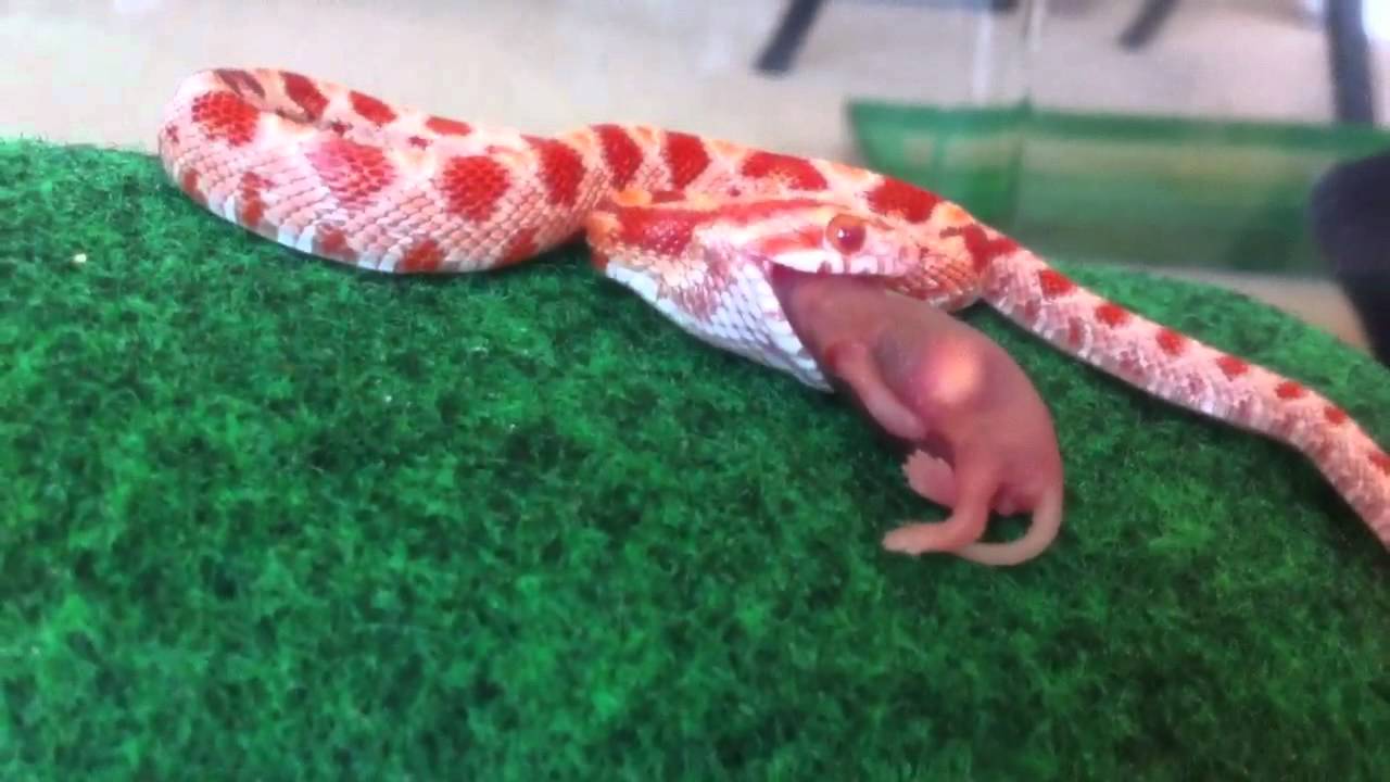 Baby Red Corn Snake feeding on mice HD - YouTube