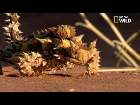Le moloch horridus, ou diable cornu - YouTube