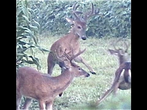 Big Male Coywolf /or Coyote Monster Bucks Fight Attack Huge Rack 3 ...