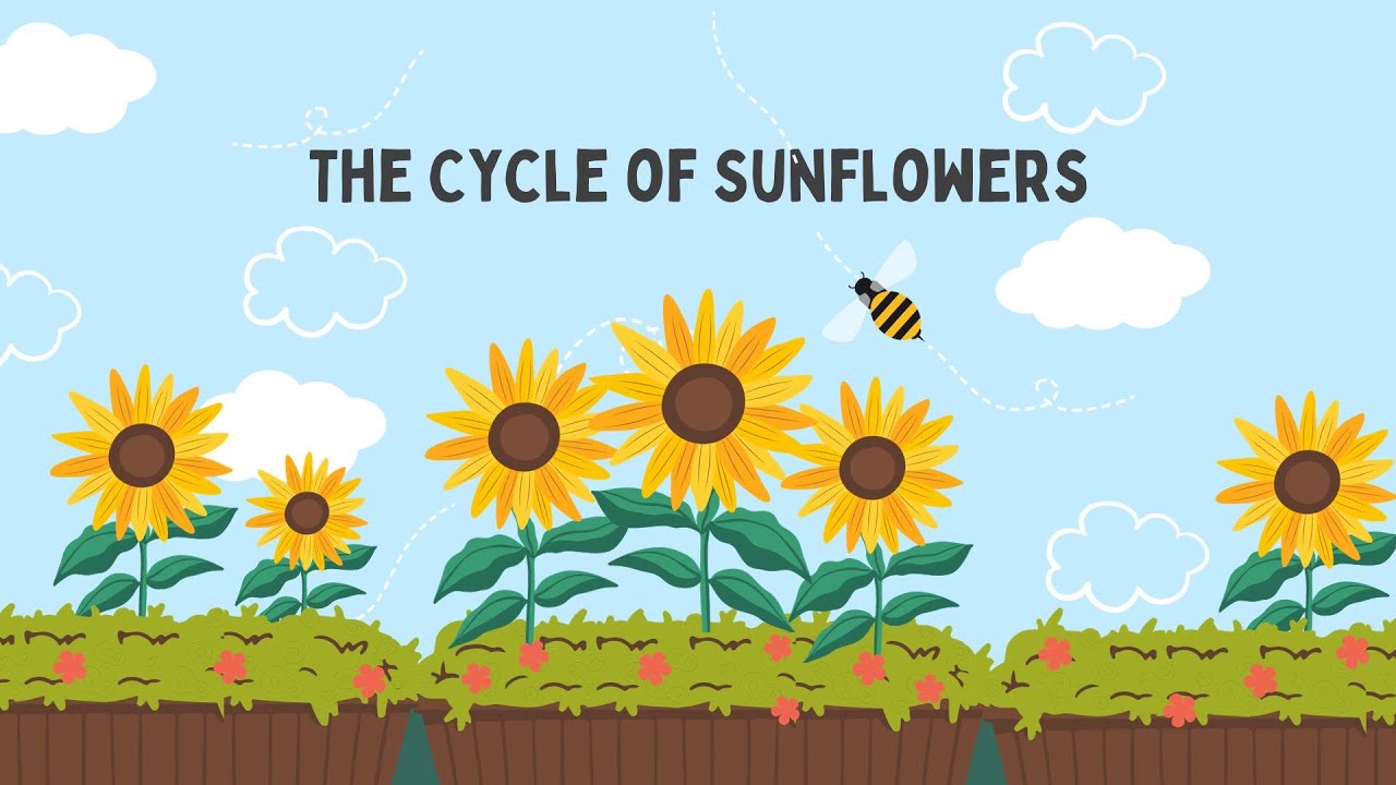 The Cycle of Sunflowers | English Stories | Bedtime Stories | Kids ...