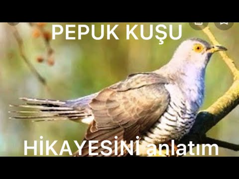 PEPUK KUŞUN FERYADINI ANLATIM