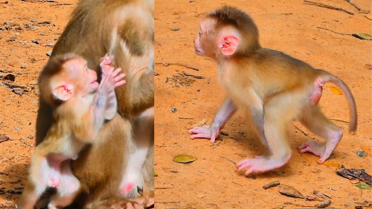 The baby monkey is angry and screaming loudly. As a result, its mother ...