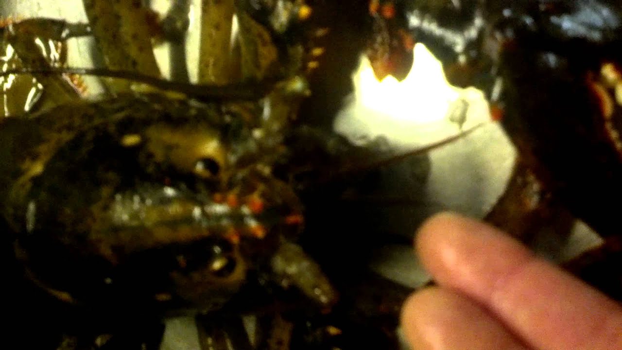 Maine lobster after shedding shell - YouTube