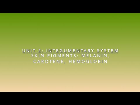Skin Pigments: Melanin, Carotene, Hemoglobin | Lime the Tutor | Premed ...