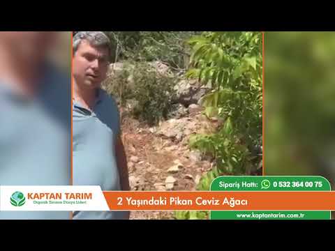2 Yaşındaki Pikan Ceviz Ağacı