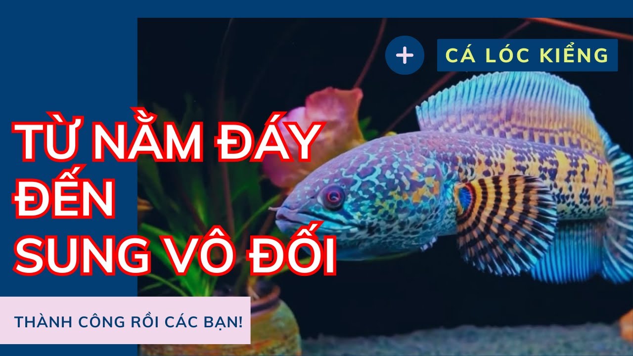 CÁCH CHO CÁ LÓC HẾT NẰM ĐÁY || Cách thuần cá lóc - Review Cuộc Sống ...