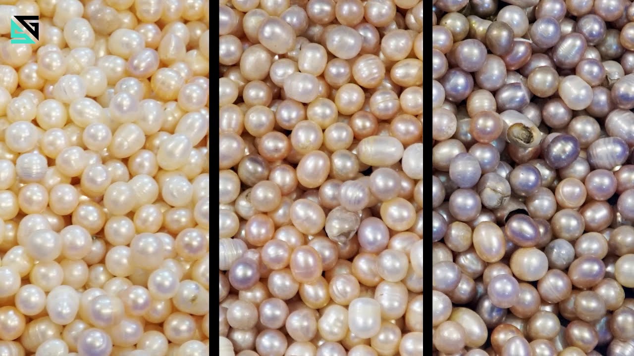 SG Pearl Sorting Machine/Color Sorter Machine - YouTube