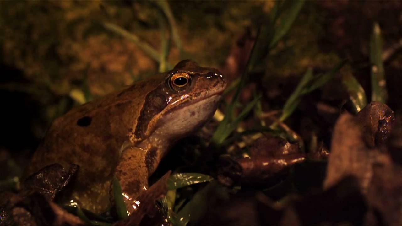 Super Slow Motion Frogs Slowmo Camera Photron SA1 - YouTube