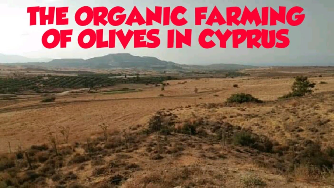 THE ORGANIC FARMING OF OLIVES IN CYPRUS | CYPRUS | NAZCY - YouTube