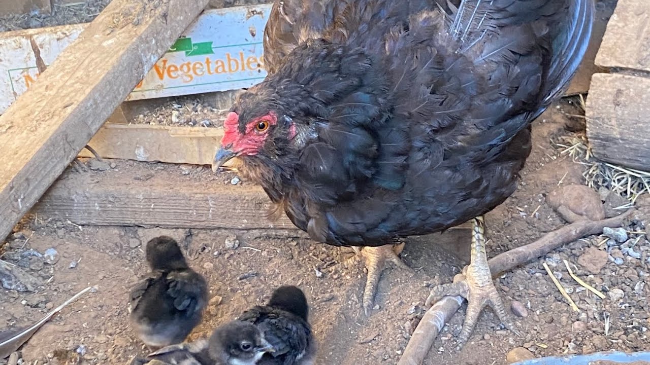 momma chicken teaching the chicks how to survive - YouTube