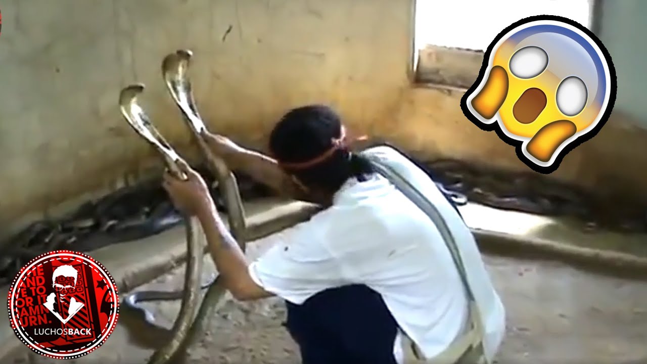 TOP 6 IMPRESIONANTES ATAQUES DE SERPIENTES CAPTADOS EN CÁMARA - YouTube