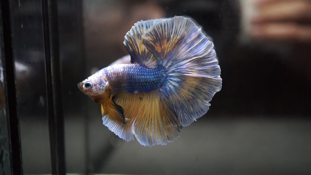Fancy DEEP BLUE SKY BUMBLEBEE Rosetail Halfmoon HM Betta - YouTube