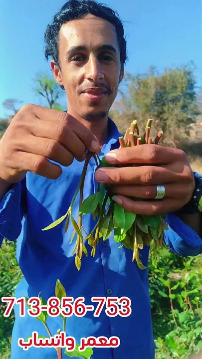 قات الضالع الفاخري افضل قات في جمهوريه اليمنية - YouTube