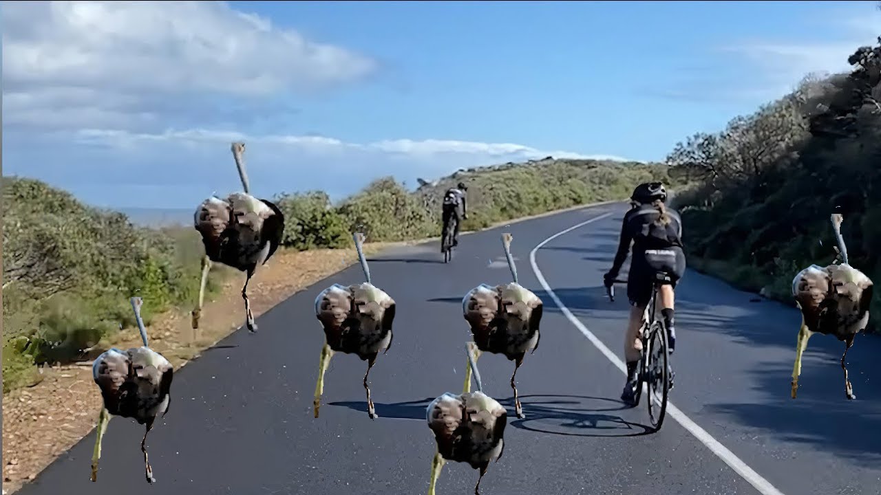 15 Crazy Encounters With Wild Animals On The Road - YouTube