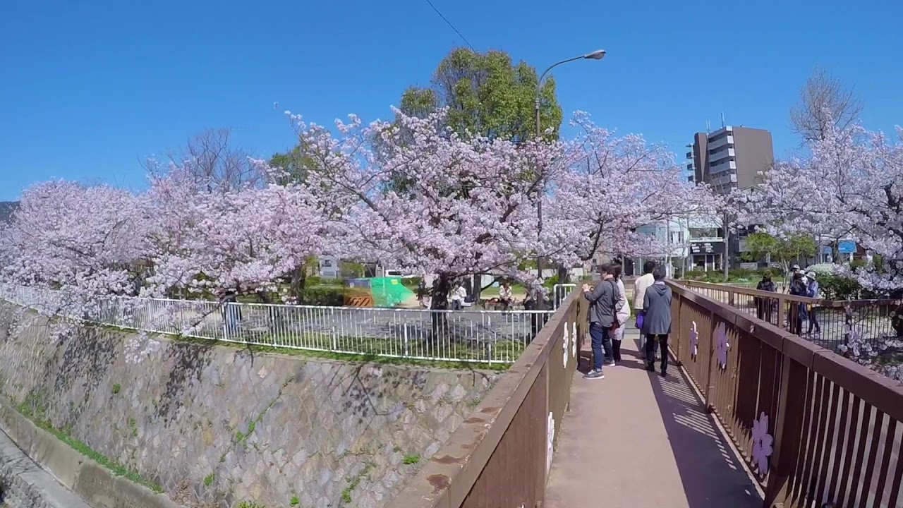 Kobe Sakura 2018 - YouTube