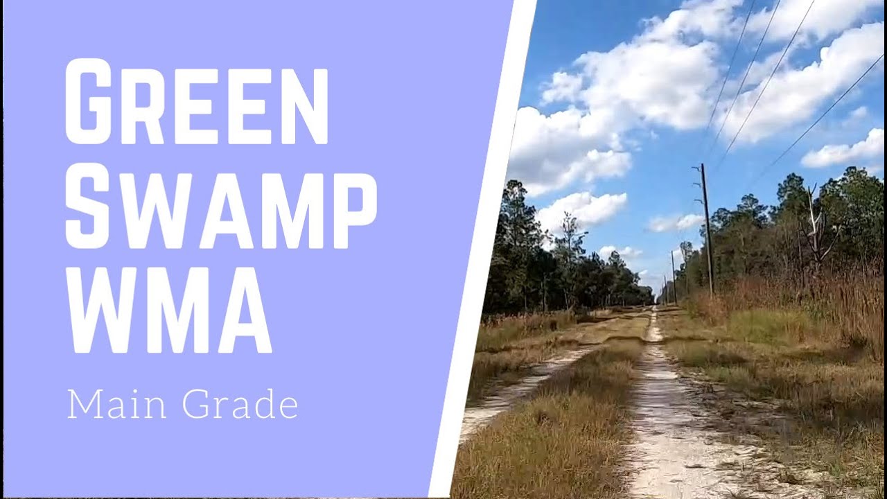 Green Swamp WMA Main Line Gravel Ride - YouTube
