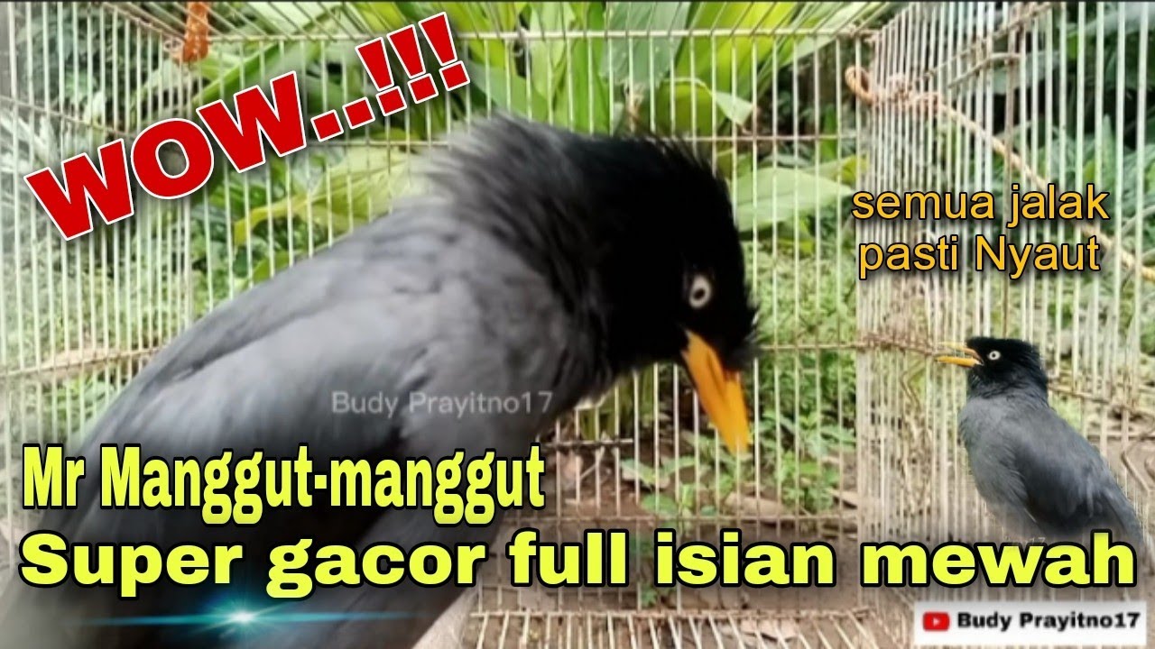 WOW..‼️ Mister MANGGUT-MANGGUT super gacor full isian mewah - YouTube