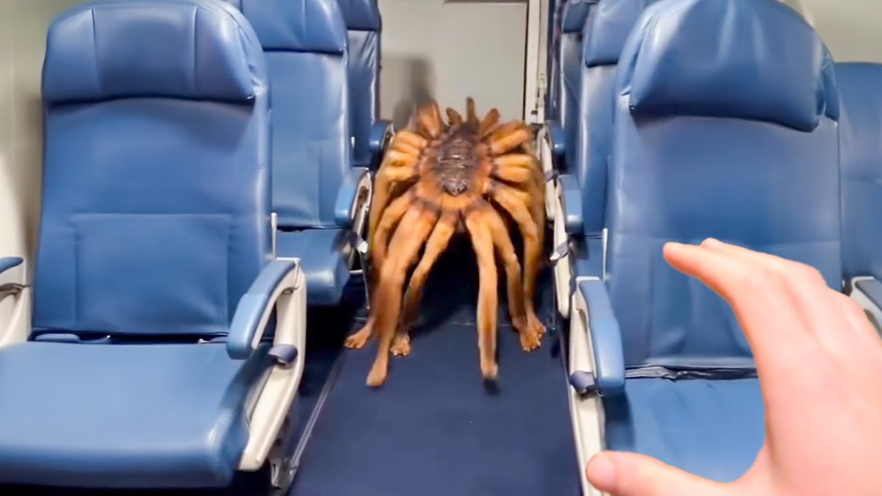 this CREATURE snuck onto my PLANE.. - YouTube