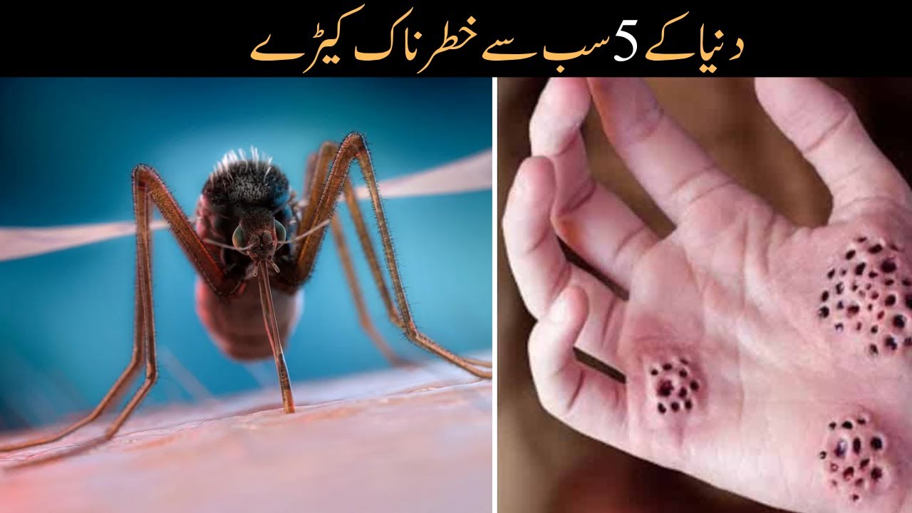 Top 5 most Dangerous Insects in the world. - YouTube