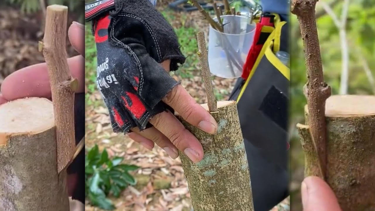 teach you how to grafting fruit trees, The detailed process of lychee ...
