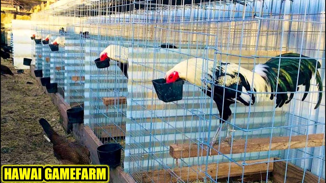 Regular Kerry Sobres Hembras Brown Red | HAWAI GAMEFARM - YouTube