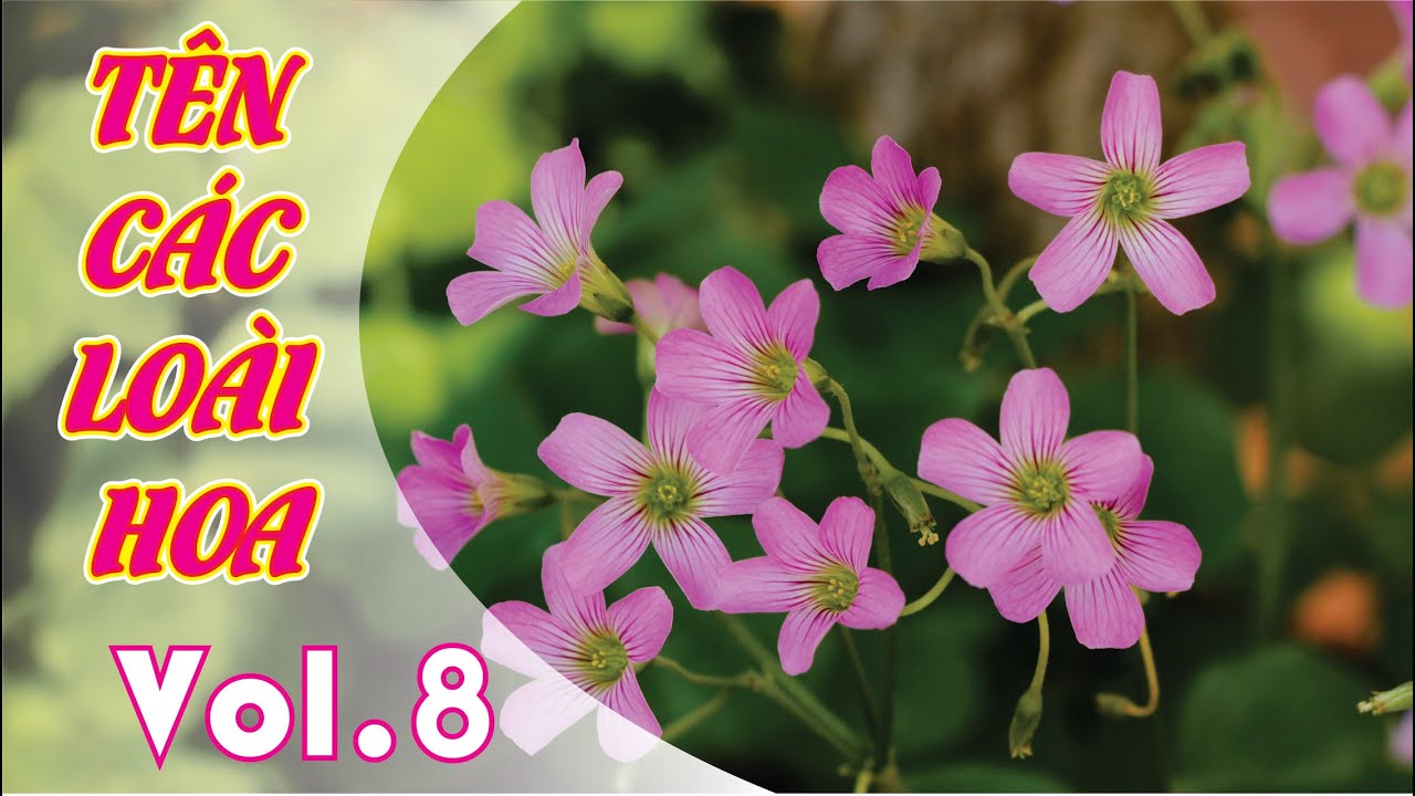 80. Tên các loài hoa - Phần 8 | Name of Flowers - YouTube