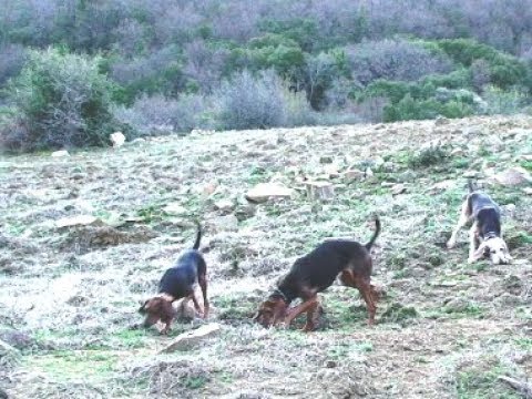 ΚΥΝΗΓΙ ΛΑΓΟΥ ...λυκος στα προβατα - YouTube