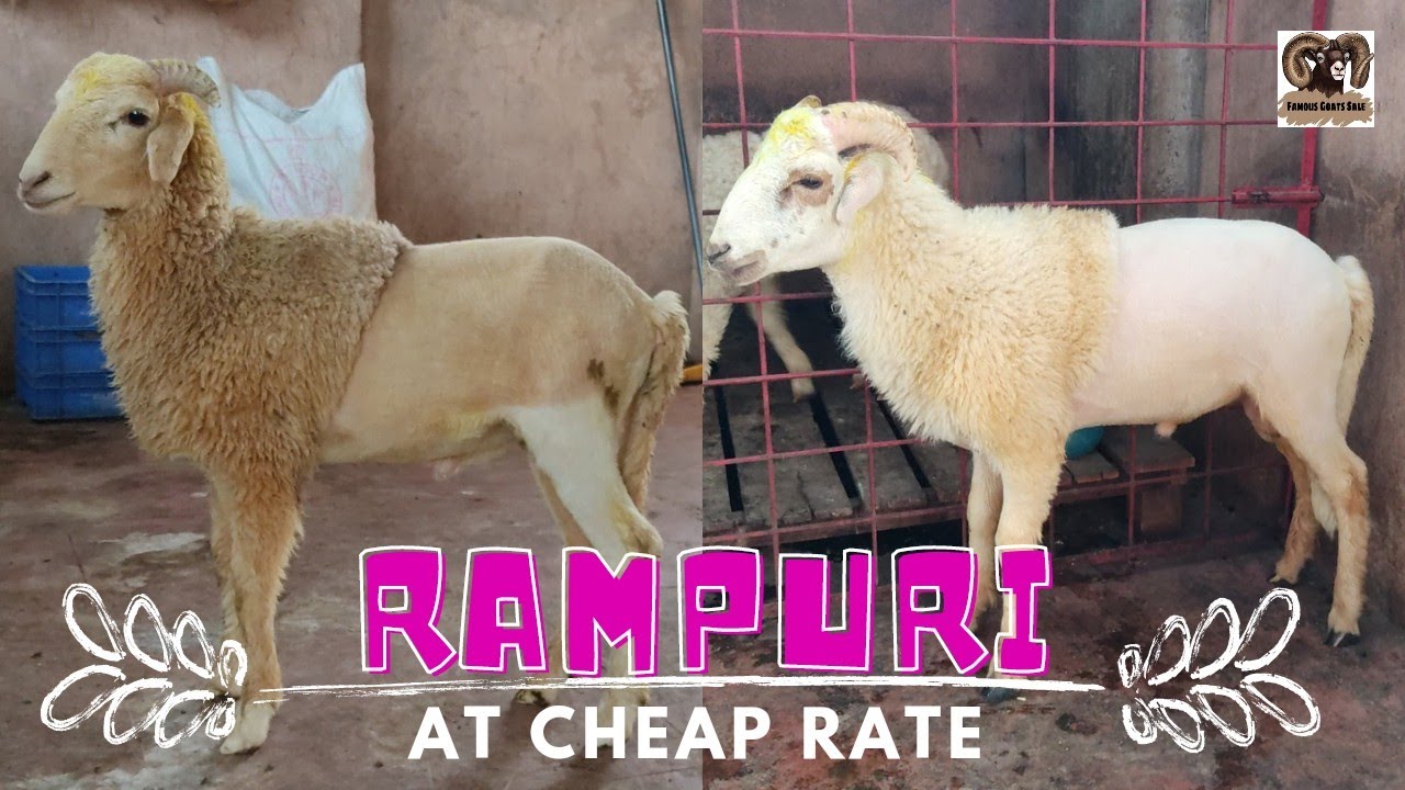 Top Quality Rampuri Male's Available| Contact: 9705650786 - YouTube
