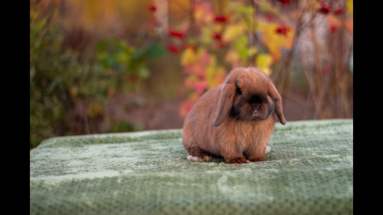 ДВ Дар, минилоп, тюрингенский, мальчик. Miniature lop tort - YouTube