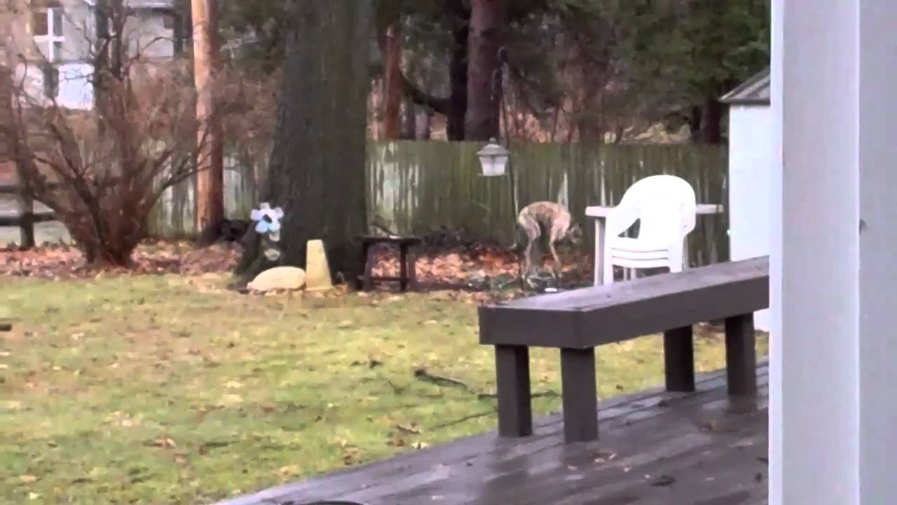 Greyhound chasing Rabbit - YouTube