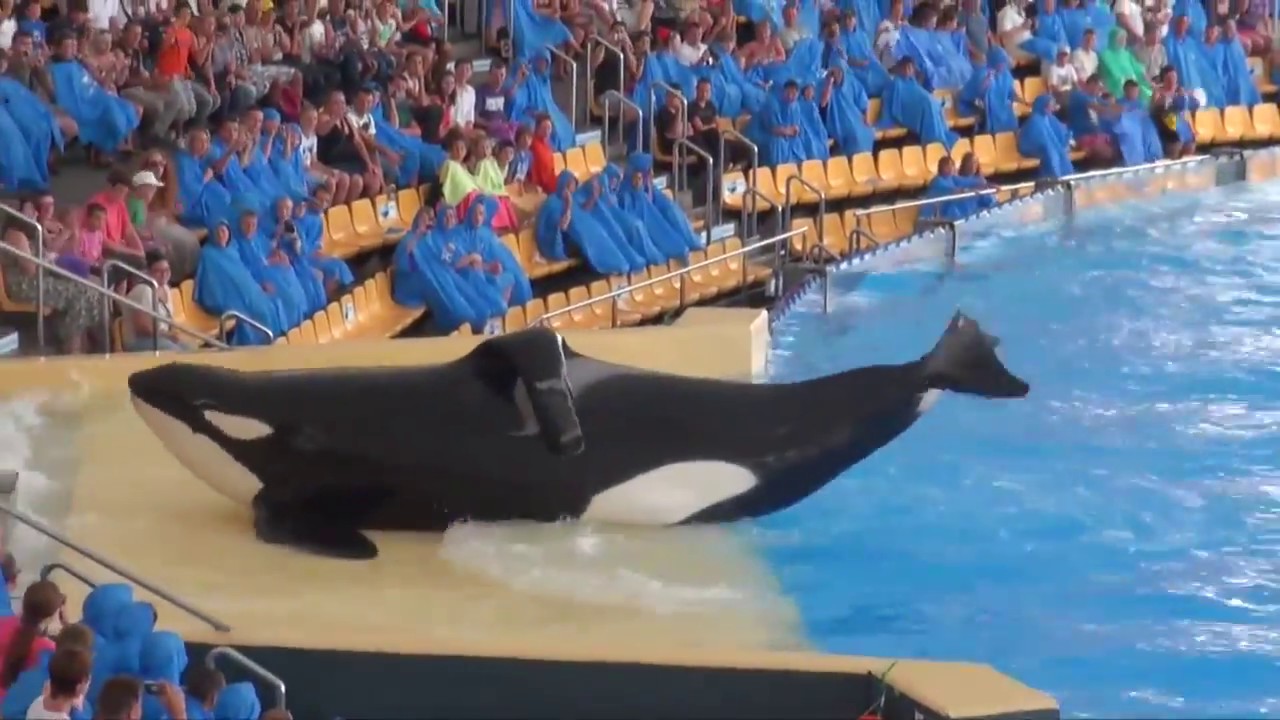 KATİL BALİNA,KİLLER WHALE(ORCA) SHOW, SeaWorld..Katil Balinaların Havuz ...